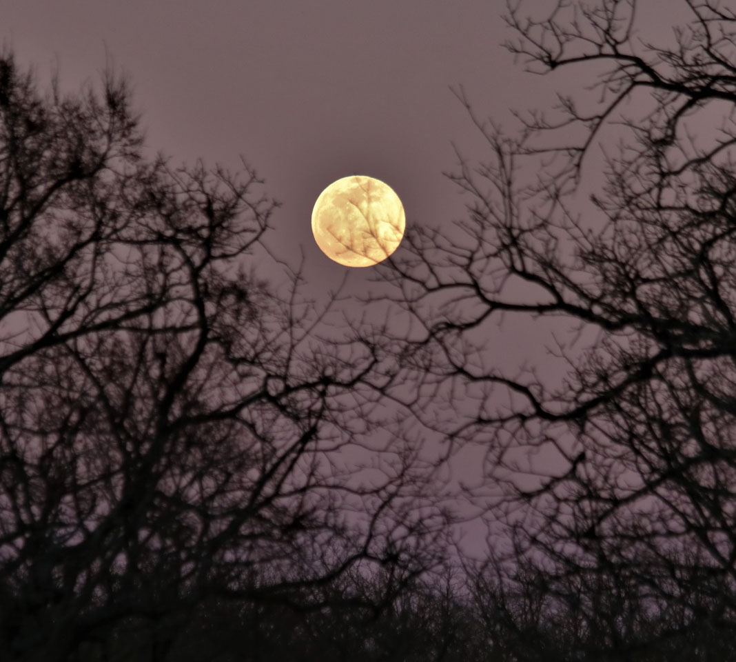 Woodland Supermoon! – Bruce Grey Woodlands Association